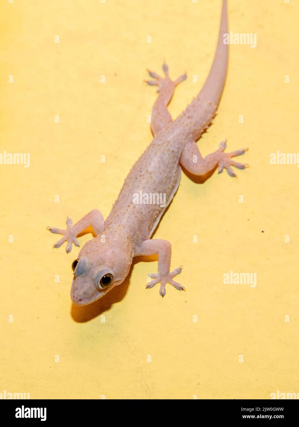 Domestic gecko on the house wall Stock Photo - Alamy