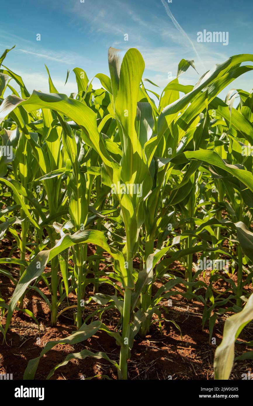 Planting of growing corn, new shoots Stock Photo - Alamy