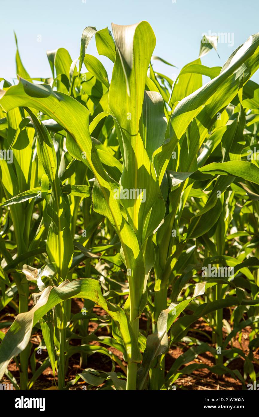 New shoots young corn hi-res stock photography and images - Alamy