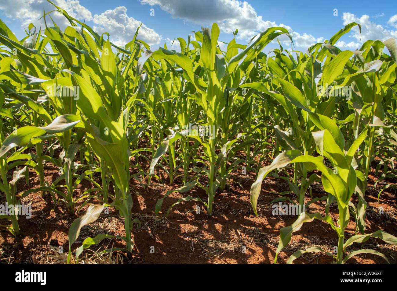 Planting of growing corn, new shoots Stock Photo - Alamy