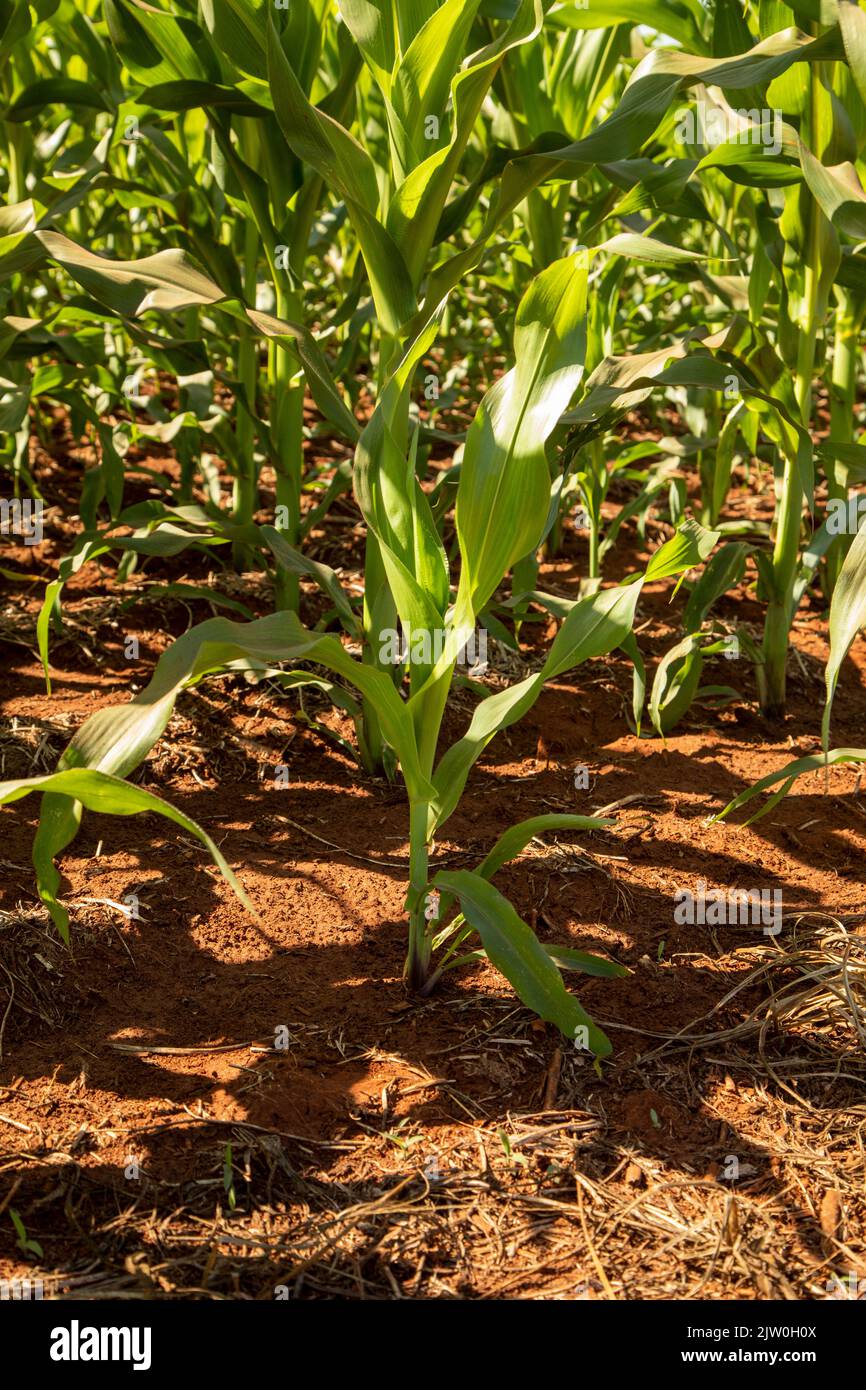 Planting of growing corn, new shoots Stock Photo - Alamy