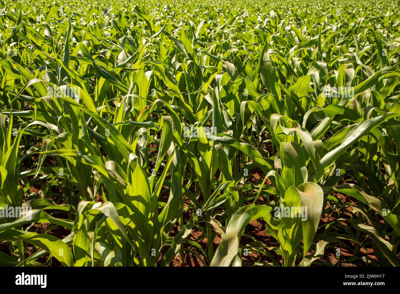 Planting of growing corn, new shoots Stock Photo - Alamy