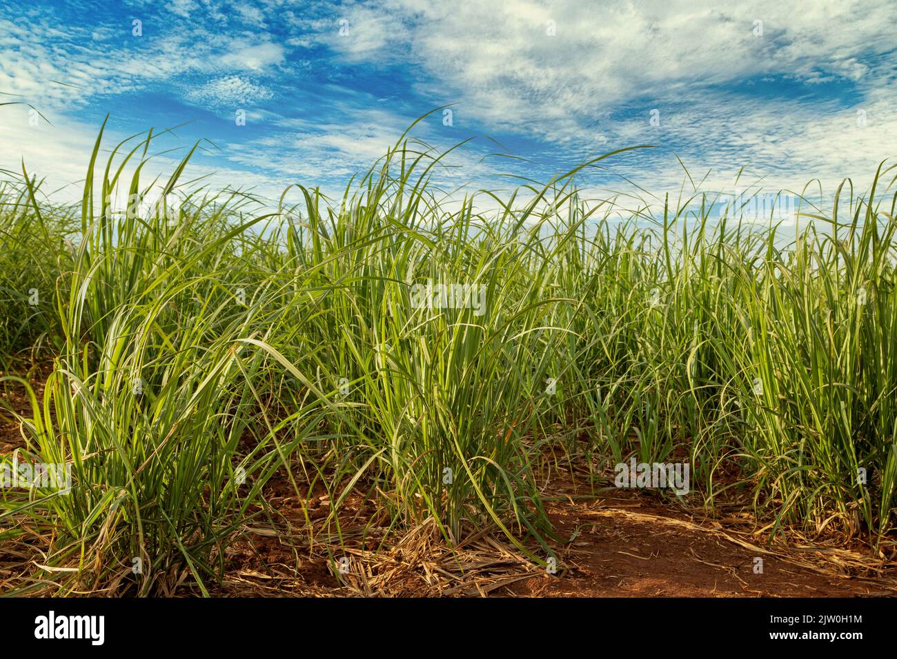 Sugar cane plantation in sunny hi-res stock photography and images - Alamy