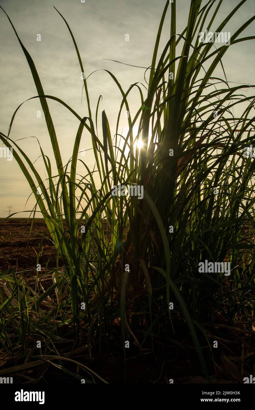 Sugar cane fields sunset hi-res stock photography and images - Alamy