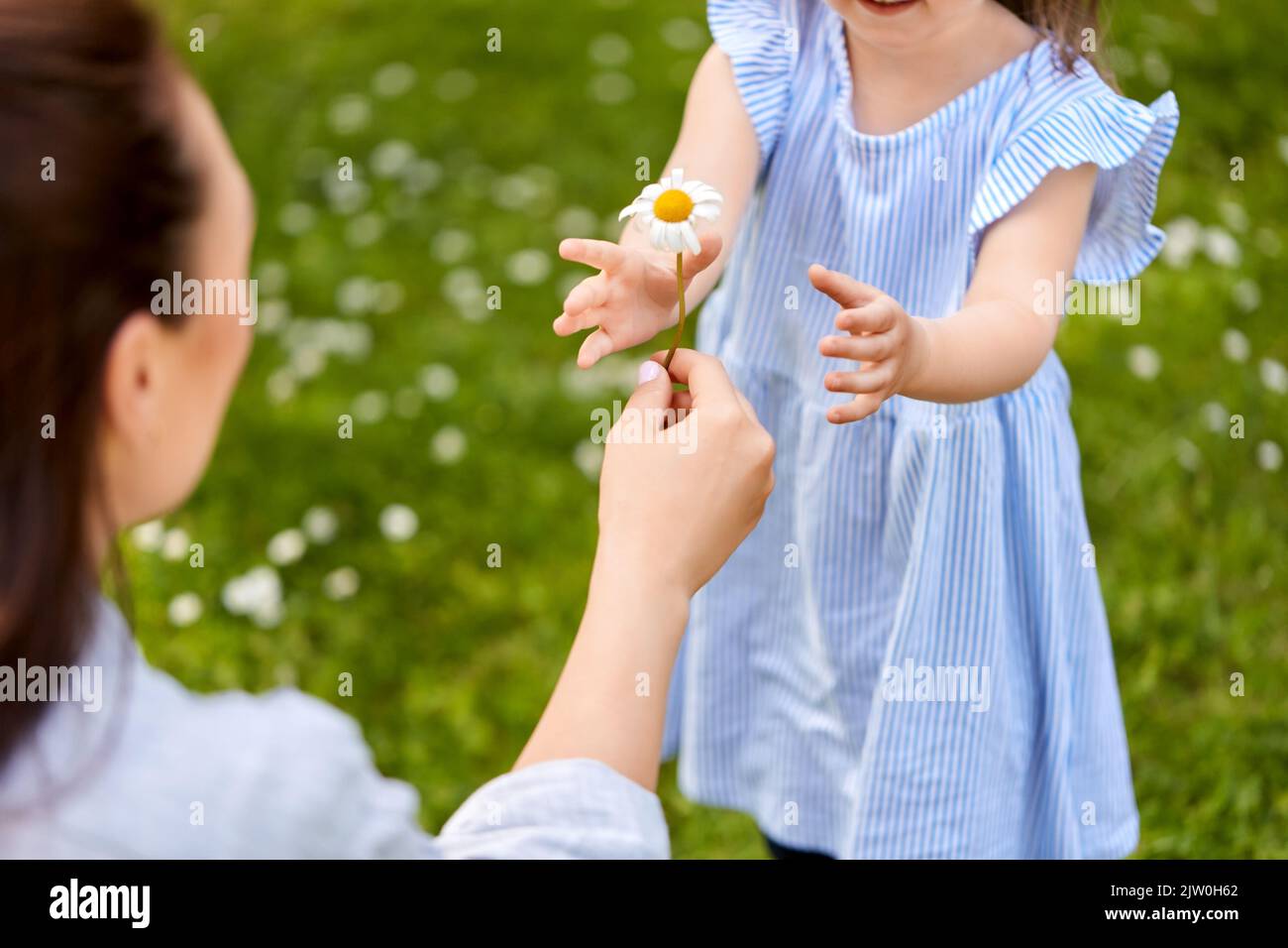 mother and daughter with flower at park Stock Photo - Alamy
