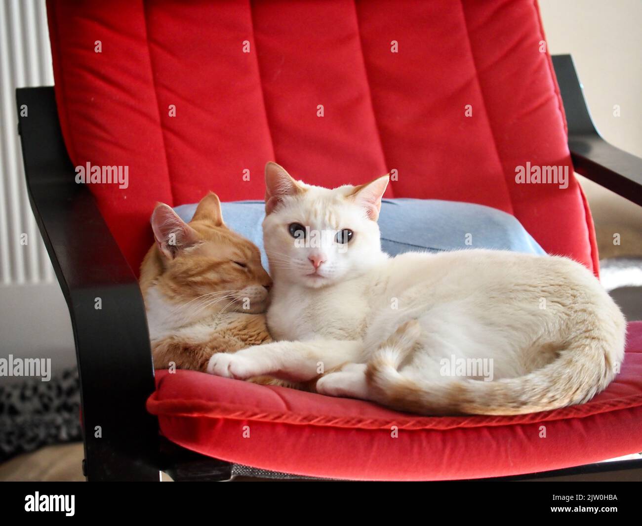 Mika the orange tabby with Mitzie the flamepoint Siamese cat Stock ...