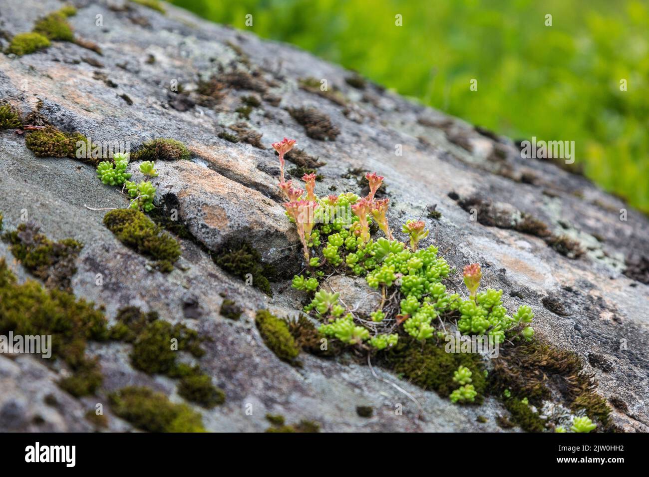Light green Sedum microcarpum on stone, plants are characterised by ...