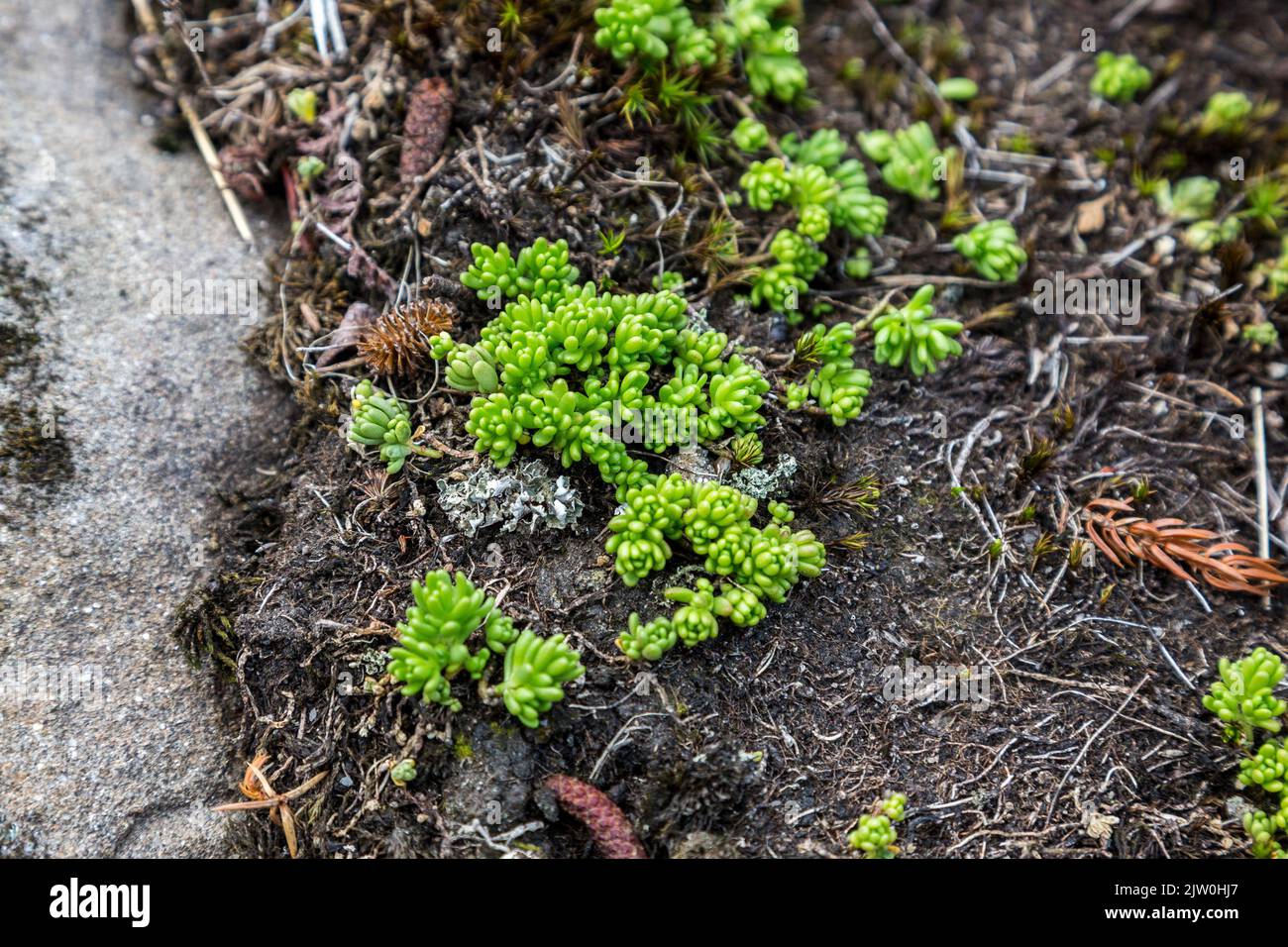 Light green Sedum microcarpum on stone, plants are characterised by succulent water-storing ...