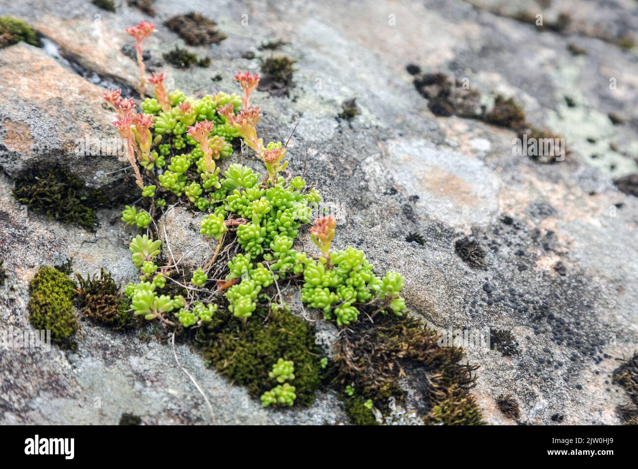 Light green Sedum microcarpum on stone, plants are characterised by ...