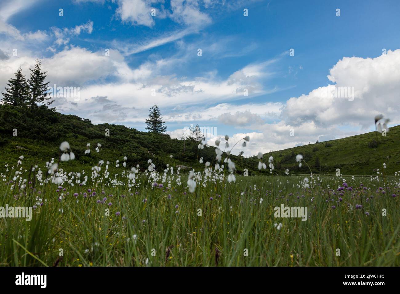 Eriophorum latifolium, commonly known as broad-leaved bog-cotton and ...