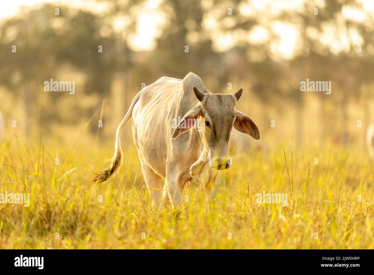 Hour of the ox hi-res stock photography and images - Alamy