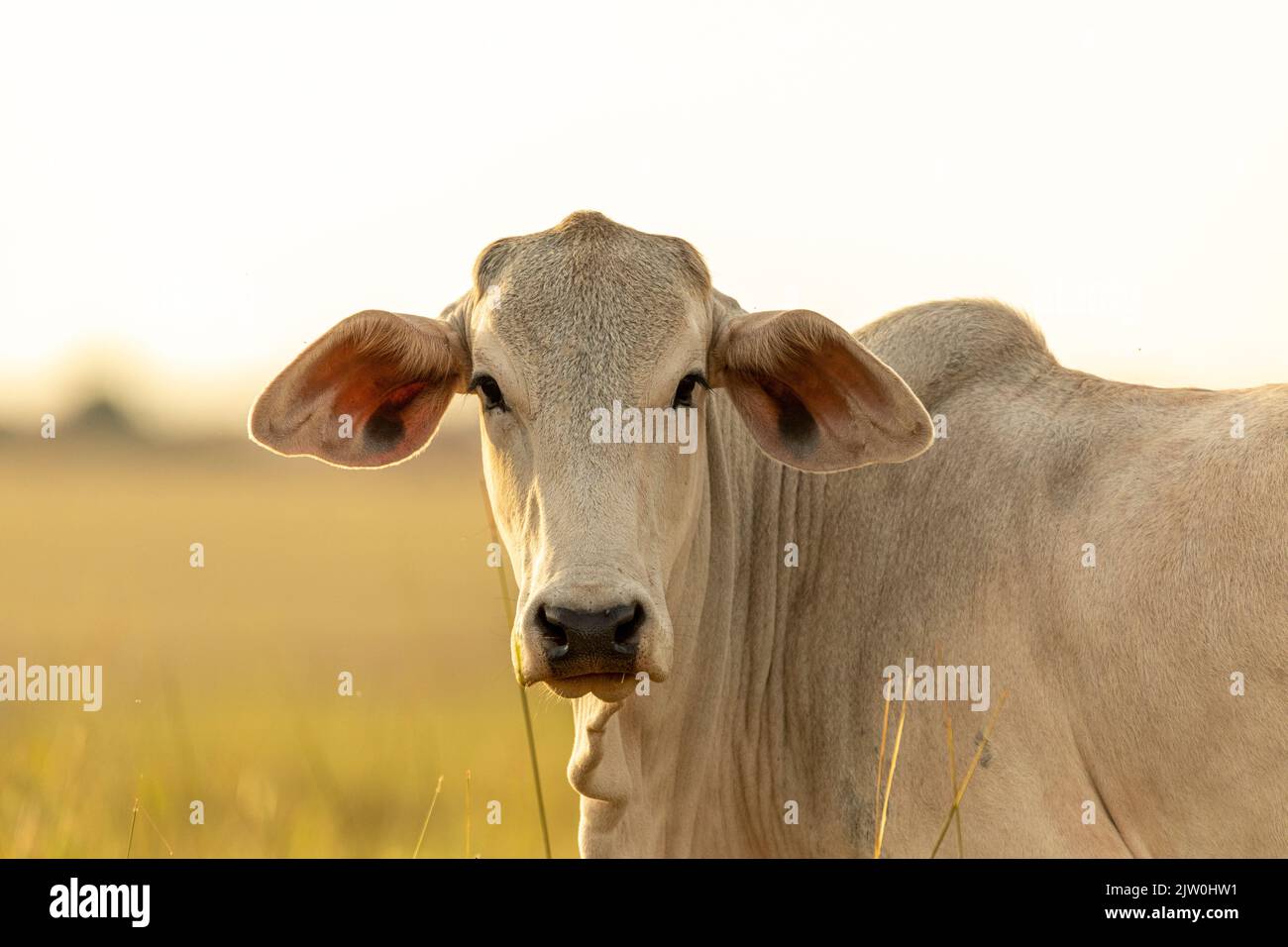 Hour of the ox hi-res stock photography and images - Alamy