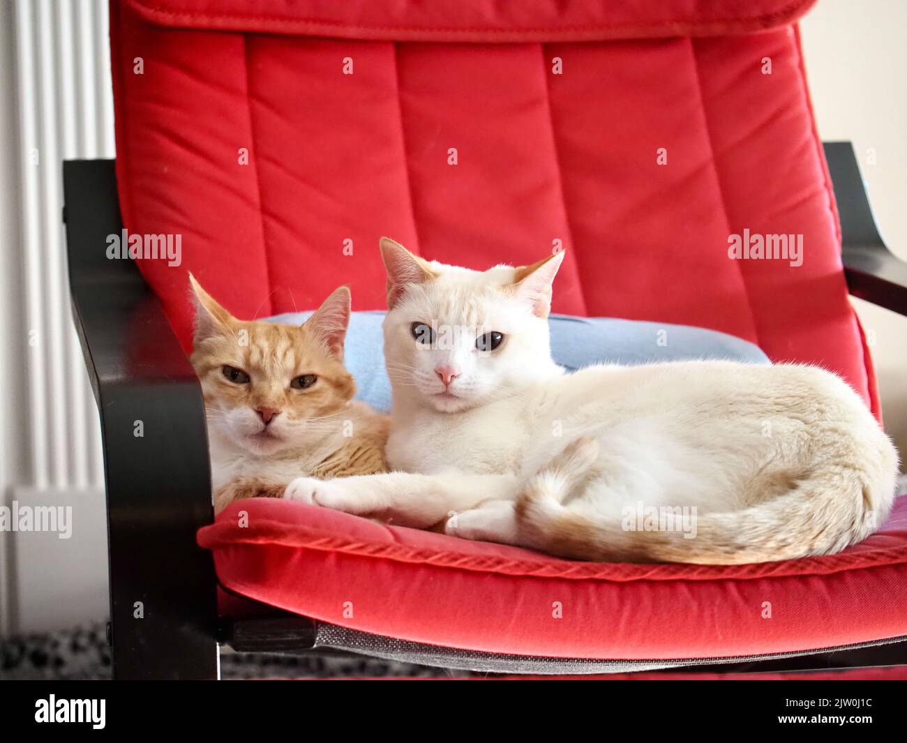 Mika the orange tabby with Mitzie the flamepoint Siamese cat Stock ...