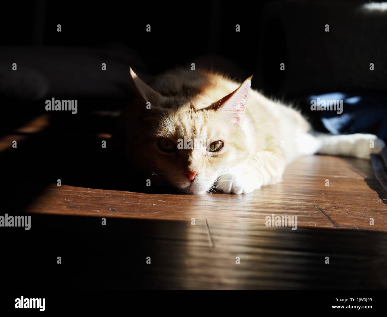 Mika the orange tabby Stock Photo - Alamy