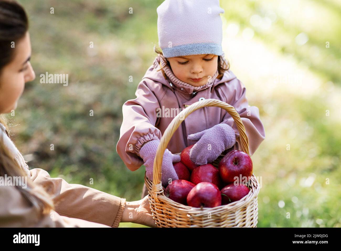 Mother and child picking apples hi-res stock photography and images - Alamy
