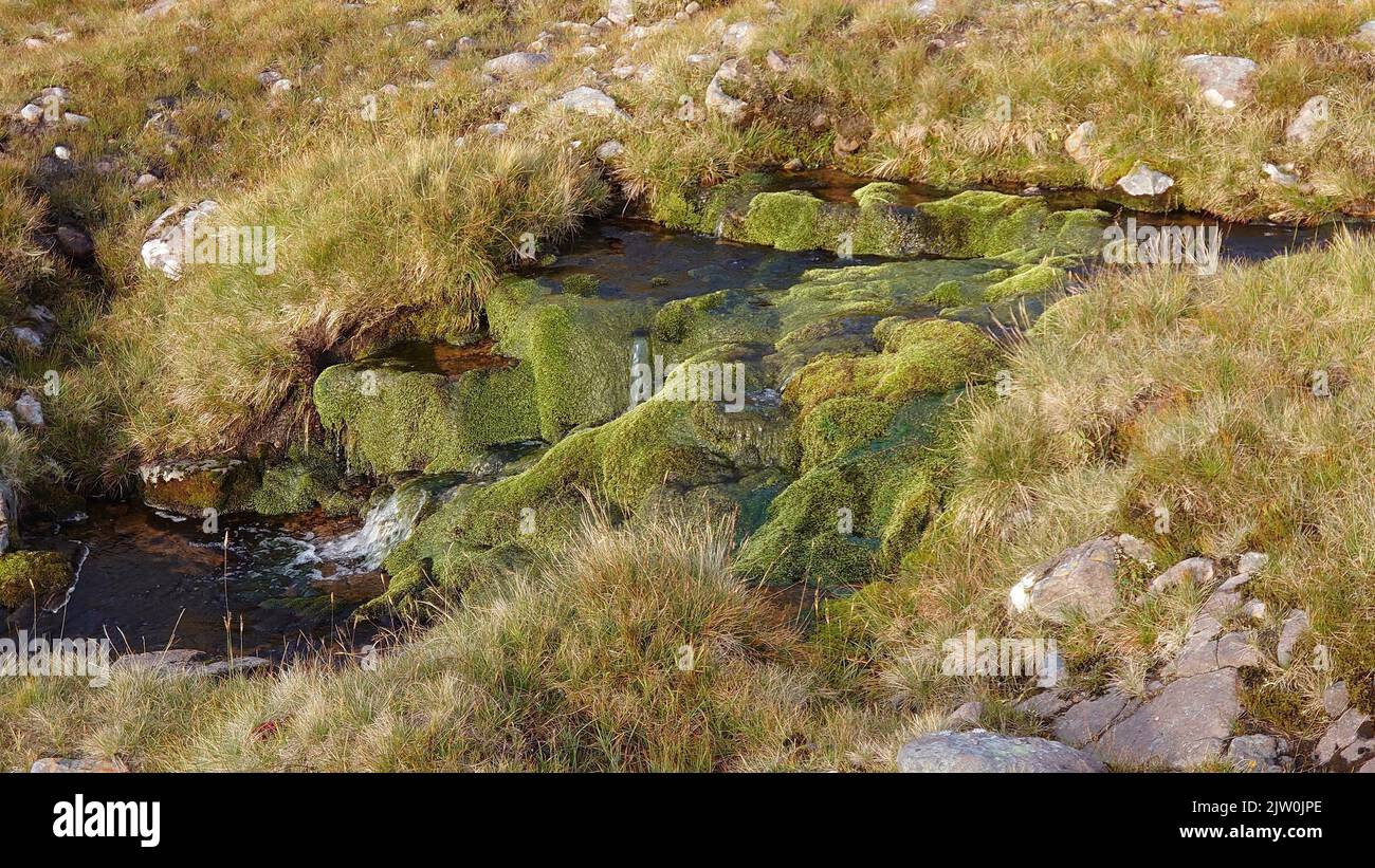 Stream and algae covered rocks hi-res stock photography and images - Alamy
