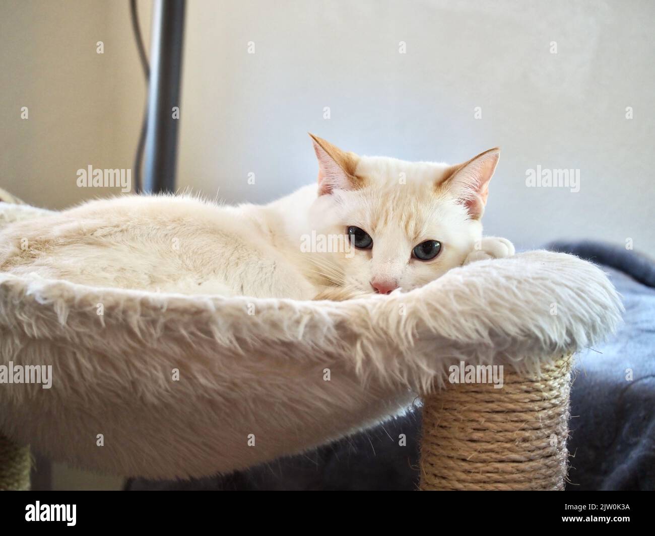Mitzie the pretty flamepoint Siamese cat Stock Photo - Alamy