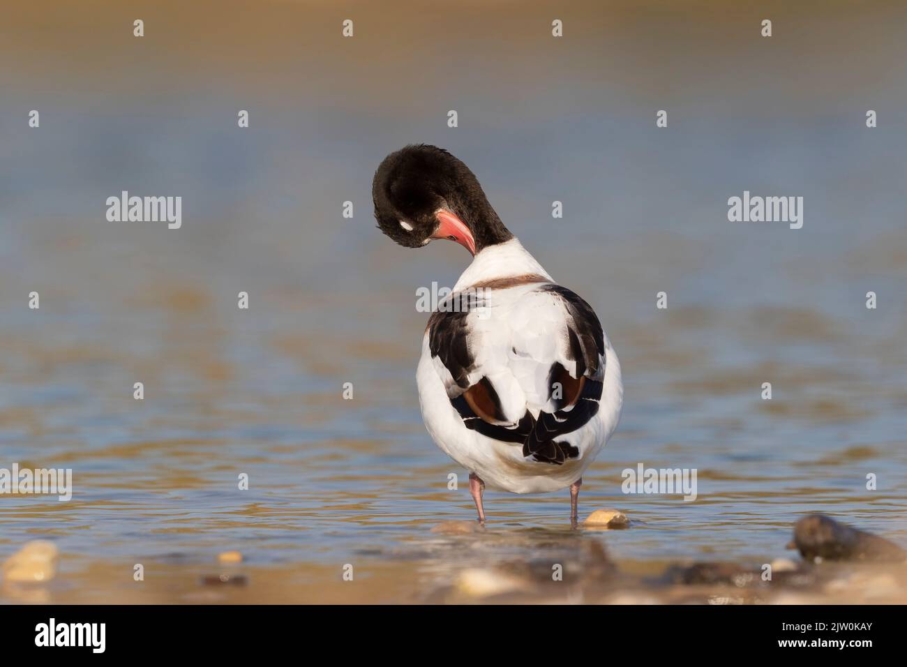 Shelduck migration hi-res stock photography and images - Alamy