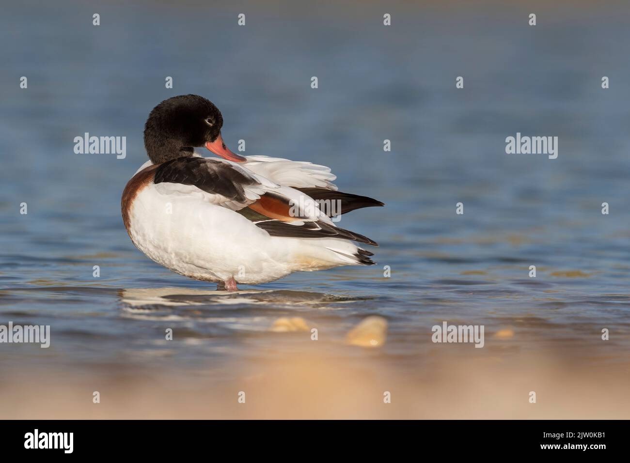 Common shelduck in natural habitat (Tadorna tadorna Stock Photo - Alamy