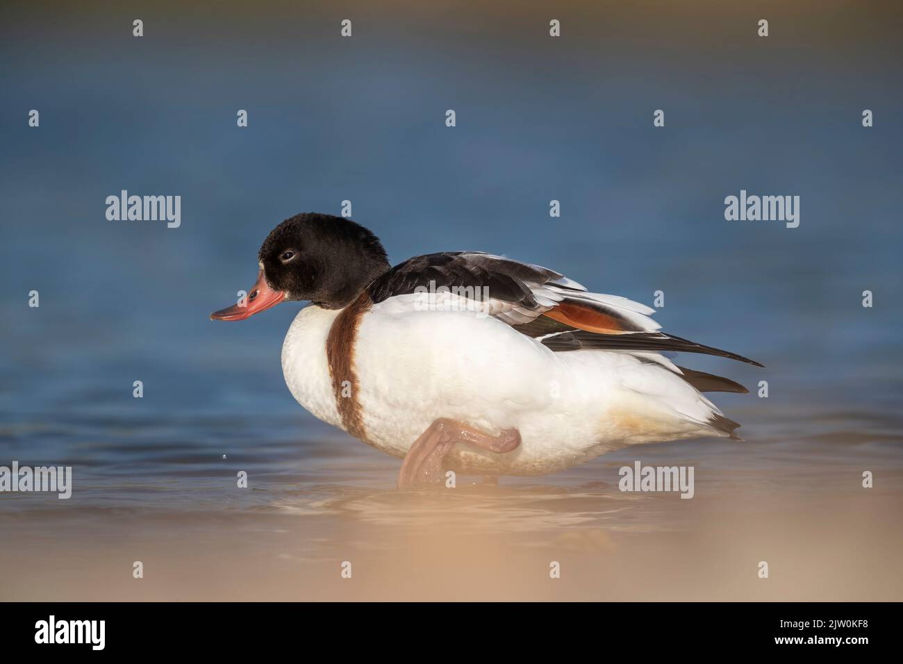 Common shelduck in natural habitat (Tadorna tadorna Stock Photo - Alamy