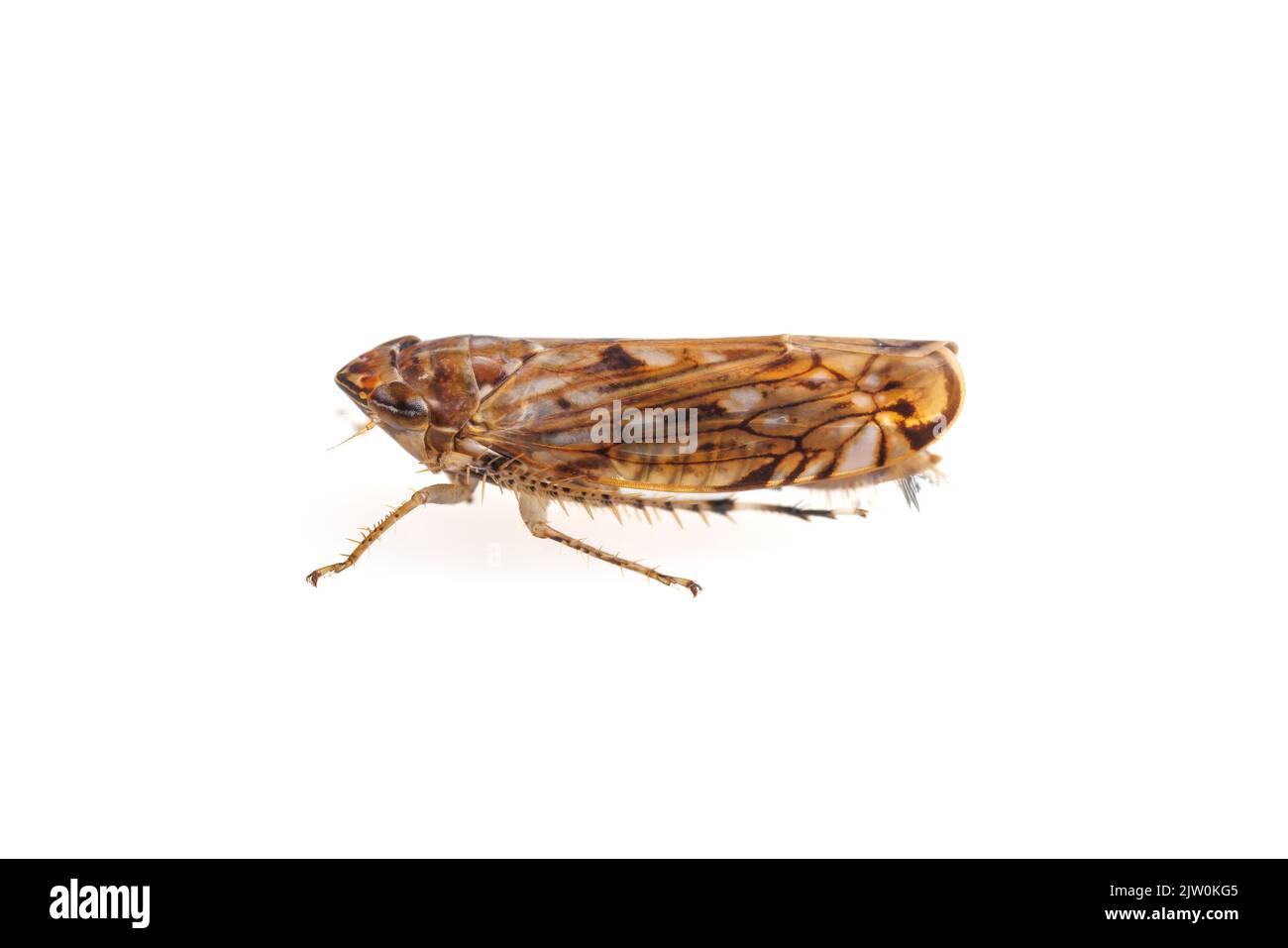 Typical Leafhopper (Scaphoideus sp.) isolated on white background Stock ...