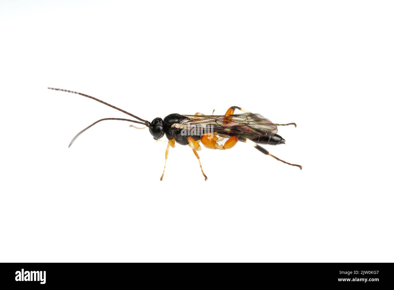 Hymenoptera ichneumon ichneumonidae hi-res stock photography and images ...
