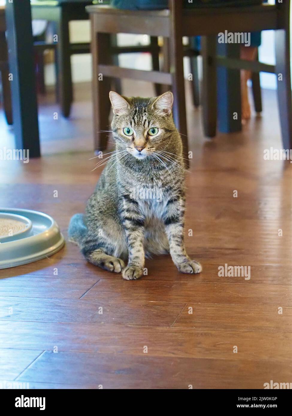 Morphy the tabby cat Stock Photo - Alamy