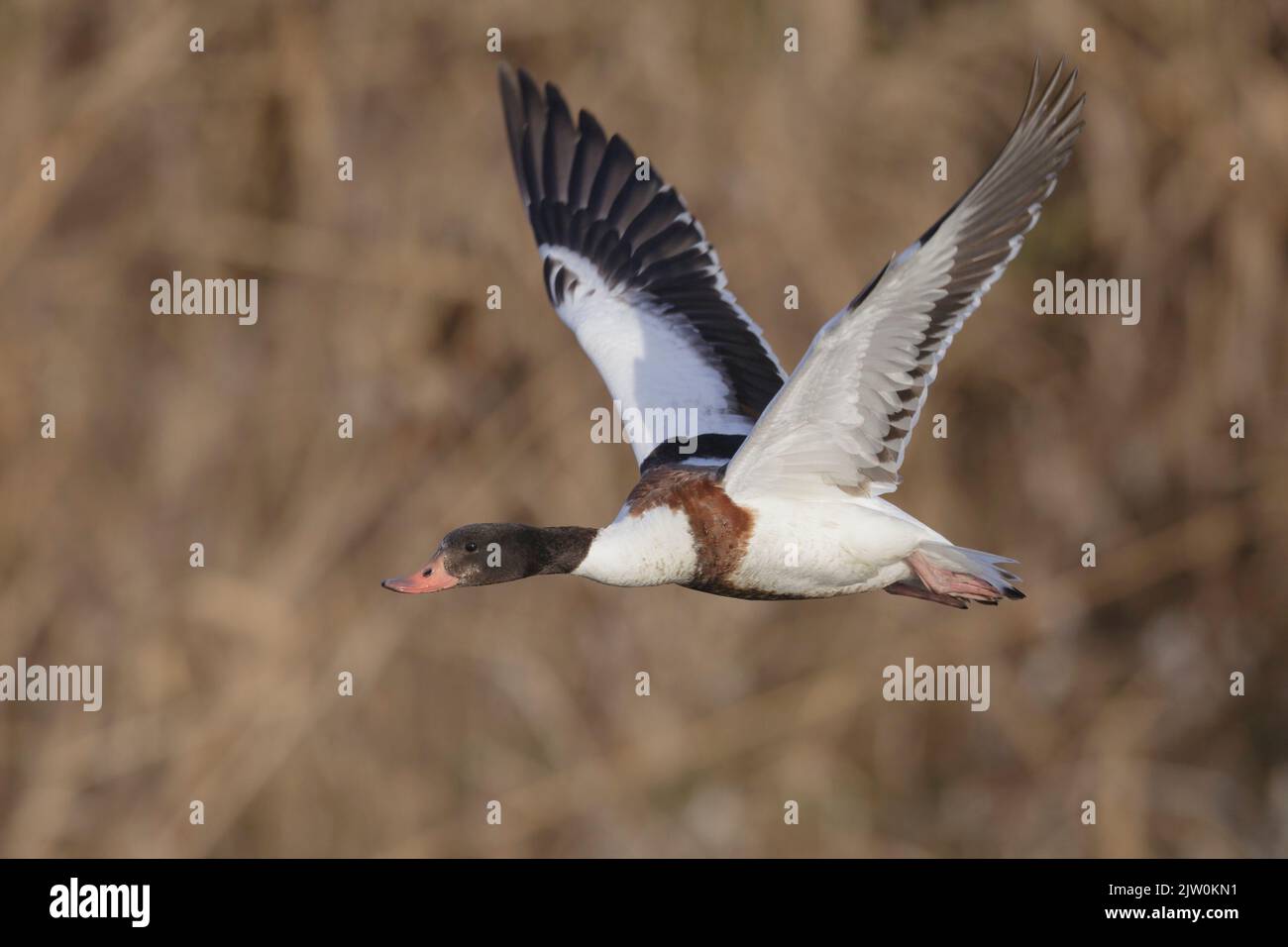 Common shelduck in natural habitat (Tadorna tadorna Stock Photo - Alamy