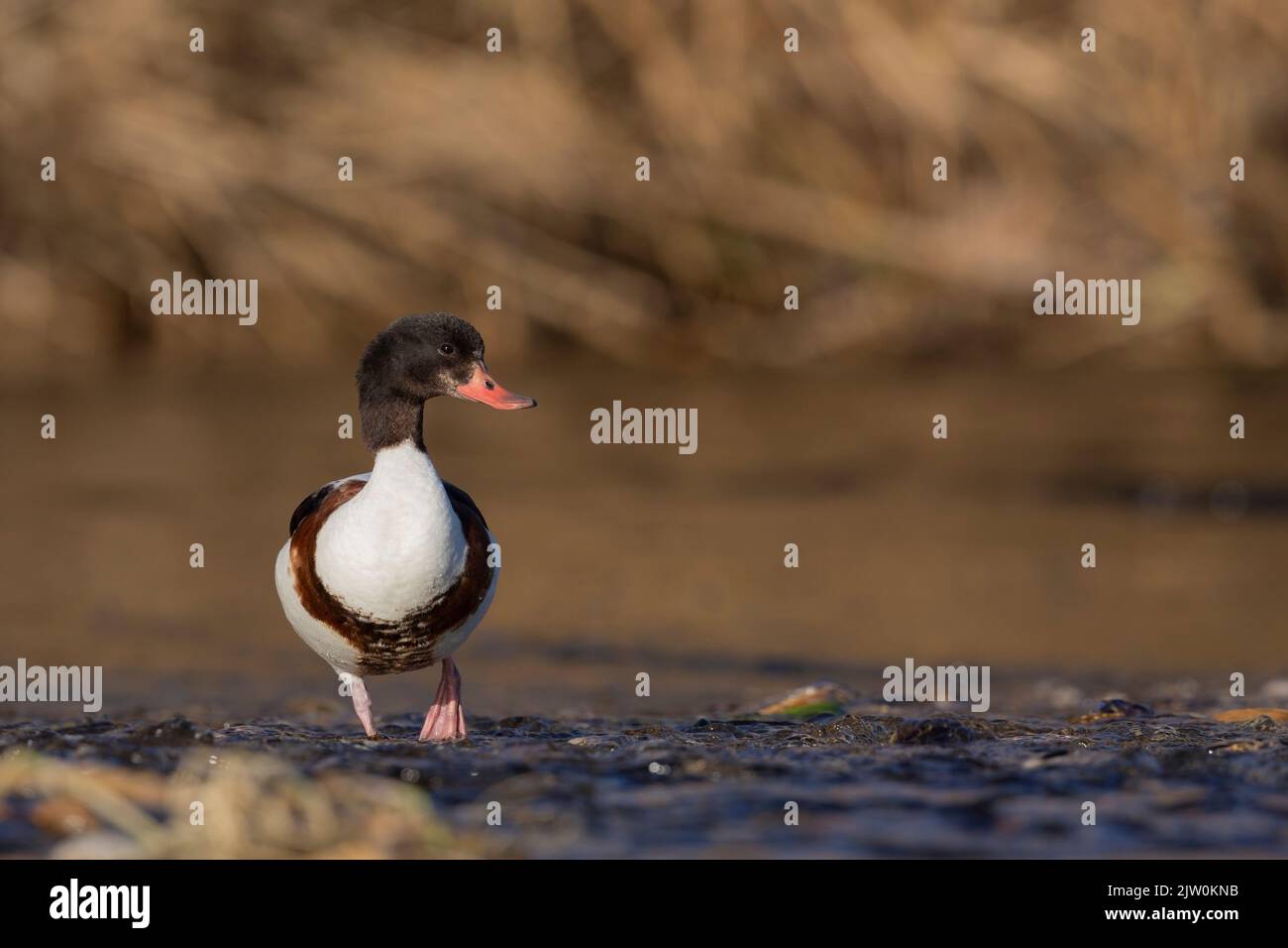 Common shelduck in natural habitat (Tadorna tadorna Stock Photo - Alamy