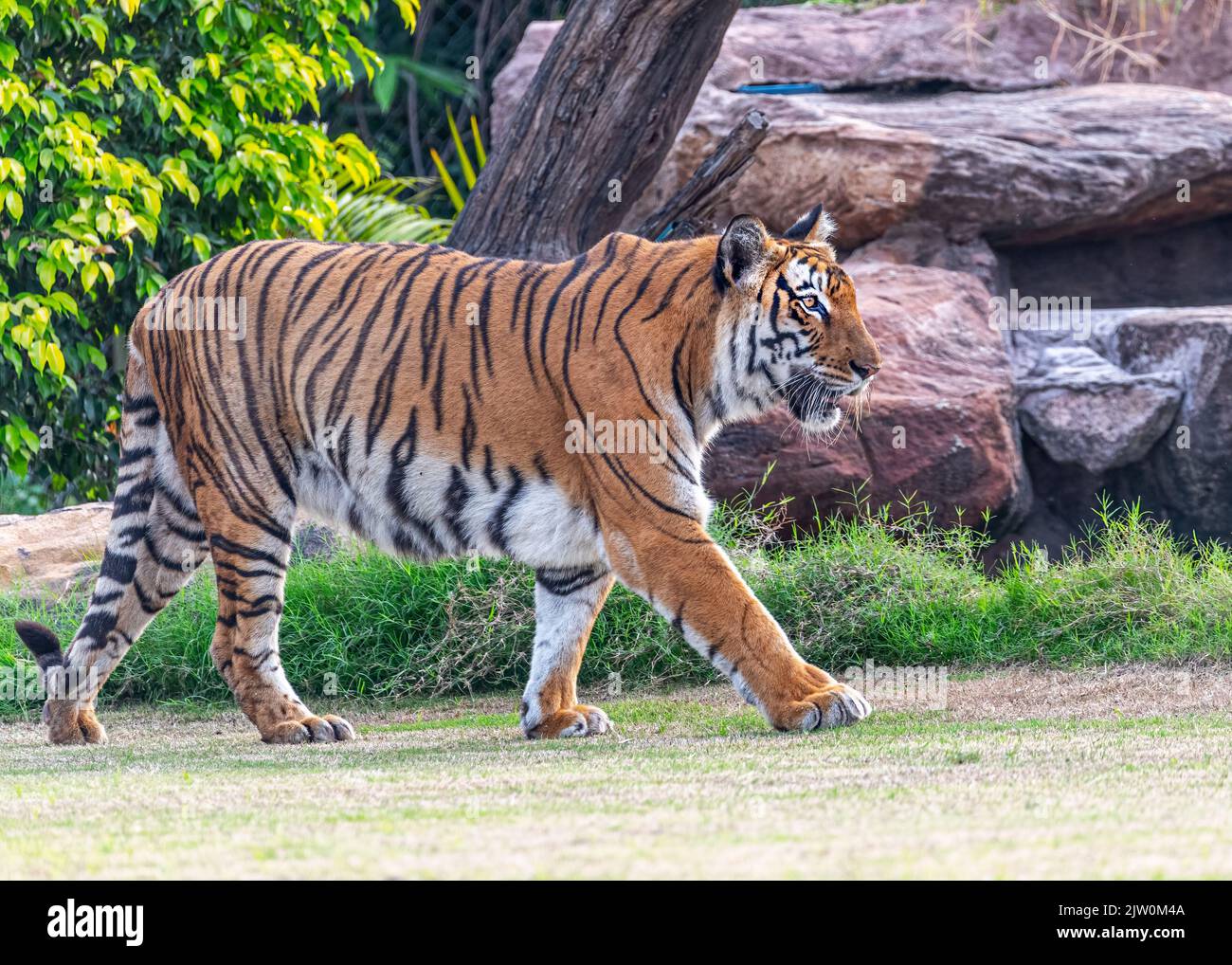 White bengal tiger sitting on hi-res stock photography and images - Alamy