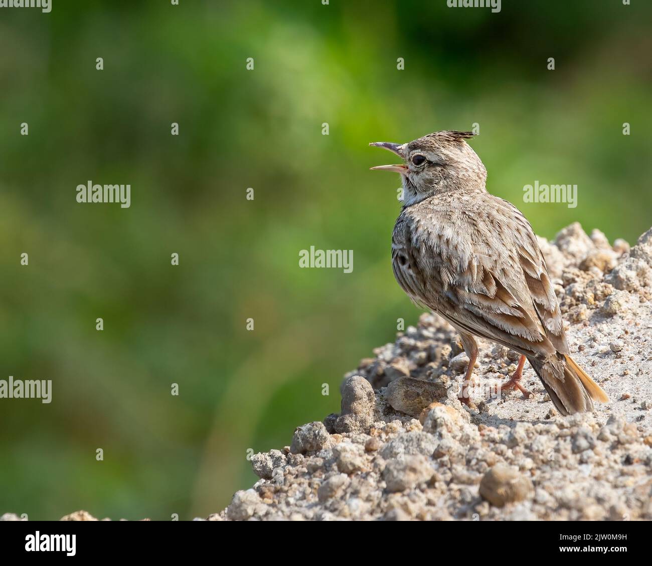 Singing field lark hi-res stock photography and images - Alamy