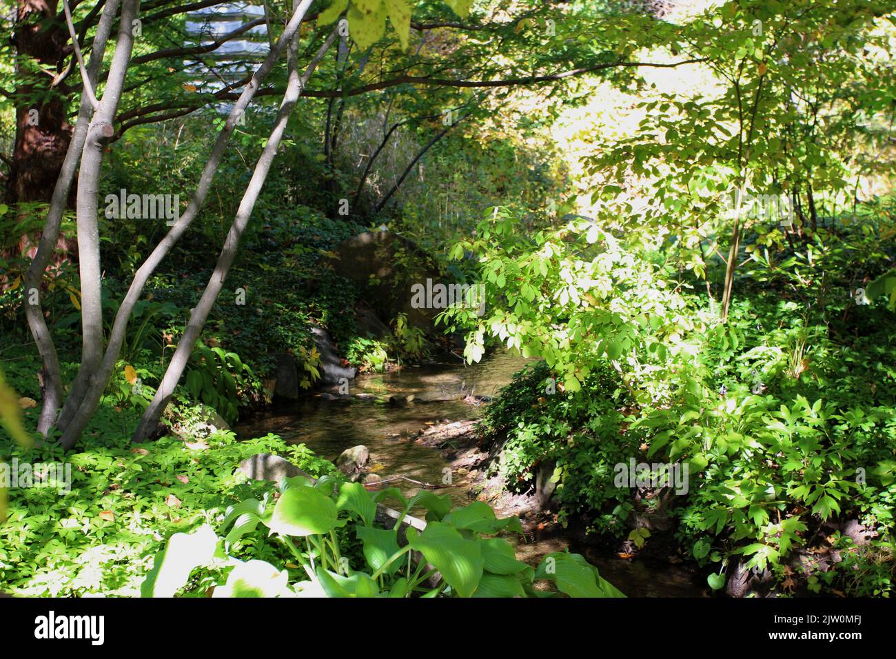 Sunlight through trees japanese hi-res stock photography and images - Alamy