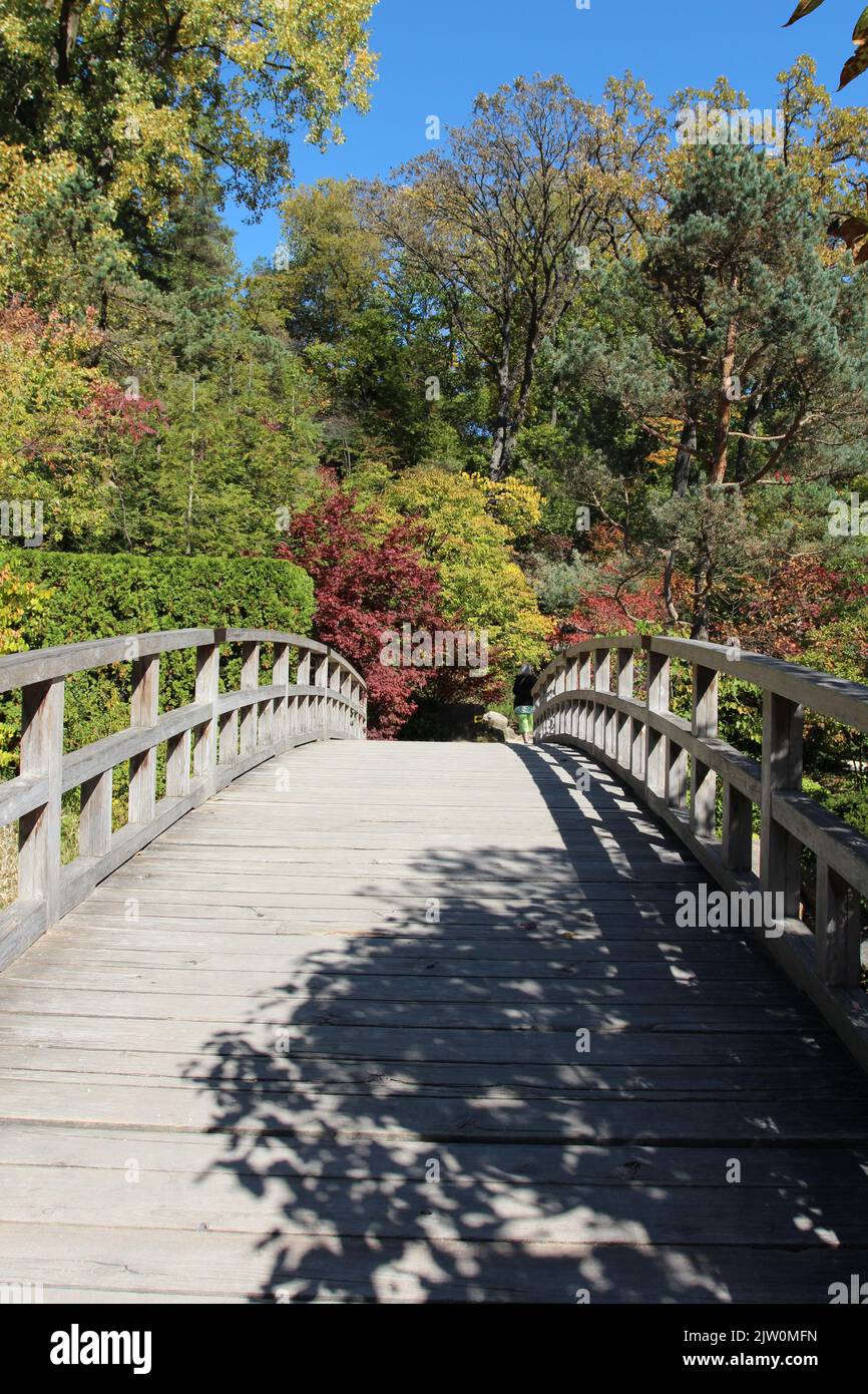An arched wood bridge leading to a grove of trees with fall foliage on ...