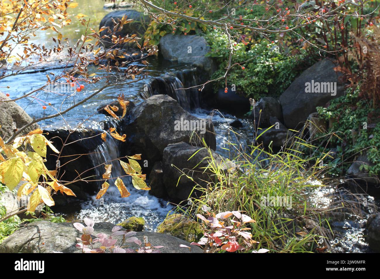 Peering through tree branches at a waterfall in the fall at the ...