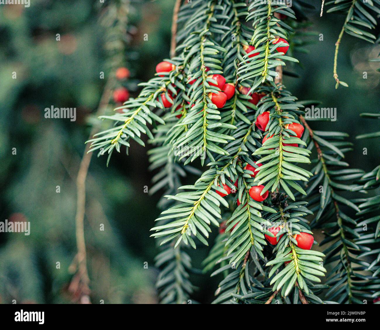 A closeup shot of the fruits and leaves of a common yew (Taxus baccata ...