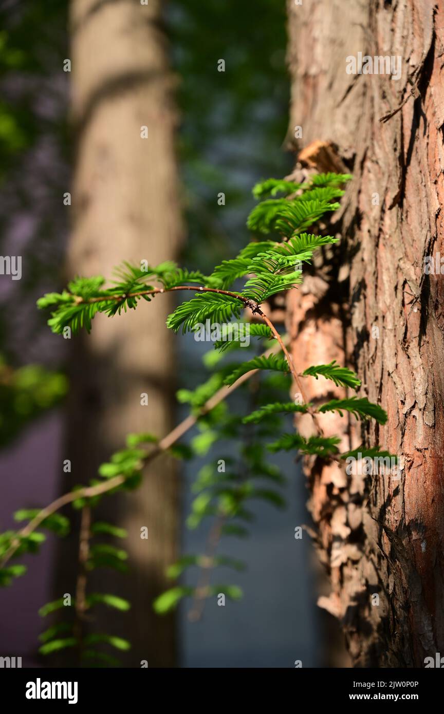 A vertical closeup shot of dawn redwood branches (Metasequoia ...