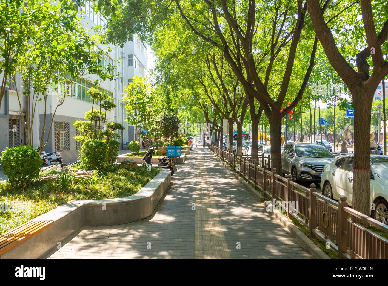 A modern sidewalk in the city center. The area is lined-up with beautiful trees which project ...