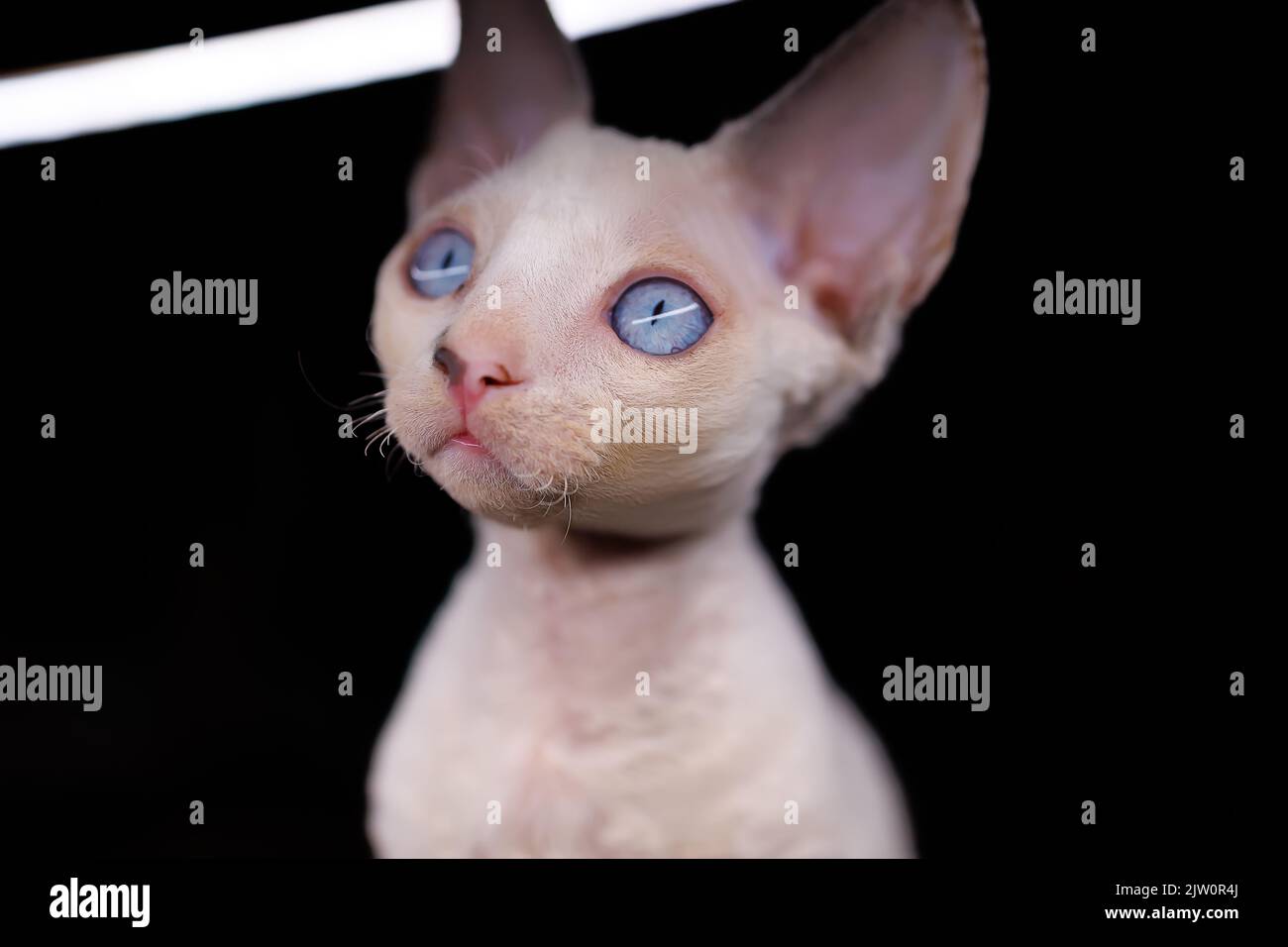 amazing Devon Rex kitten a with big blue eyes on a black background ...