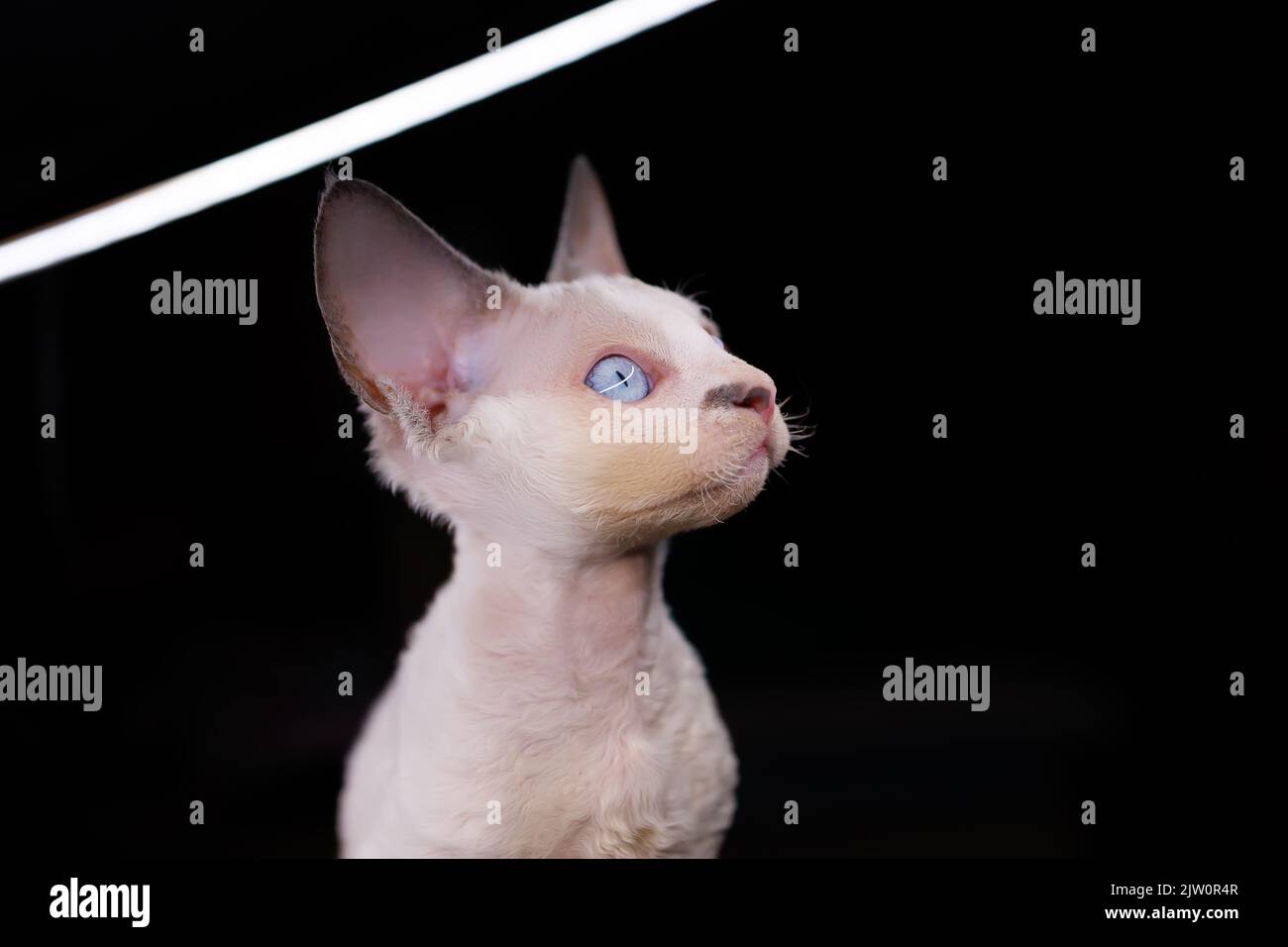amazing Devon Rex kitten a with big blue eyes on a black background ...