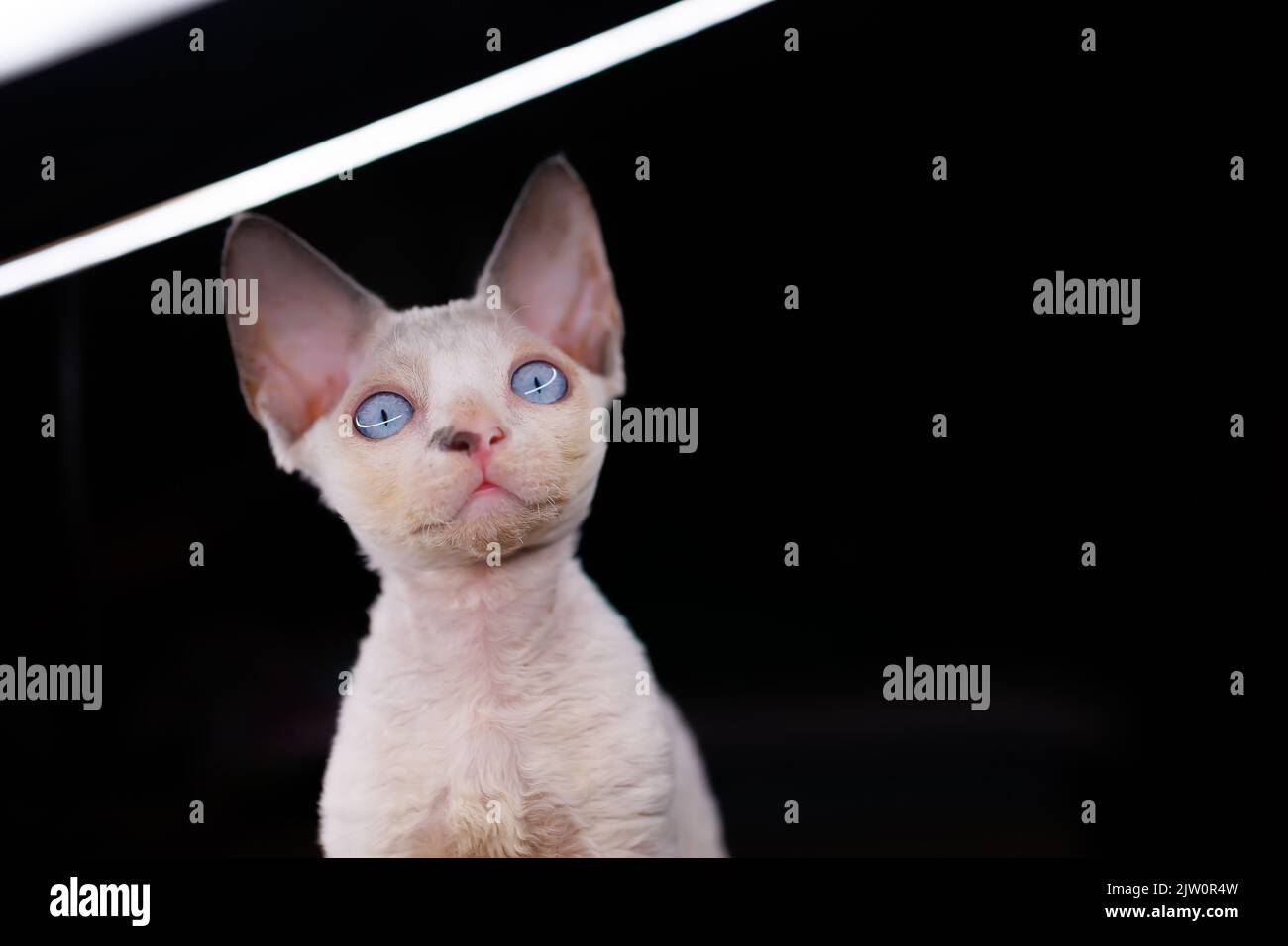 white Devon Rex kitten on a black background turned her head to the ...