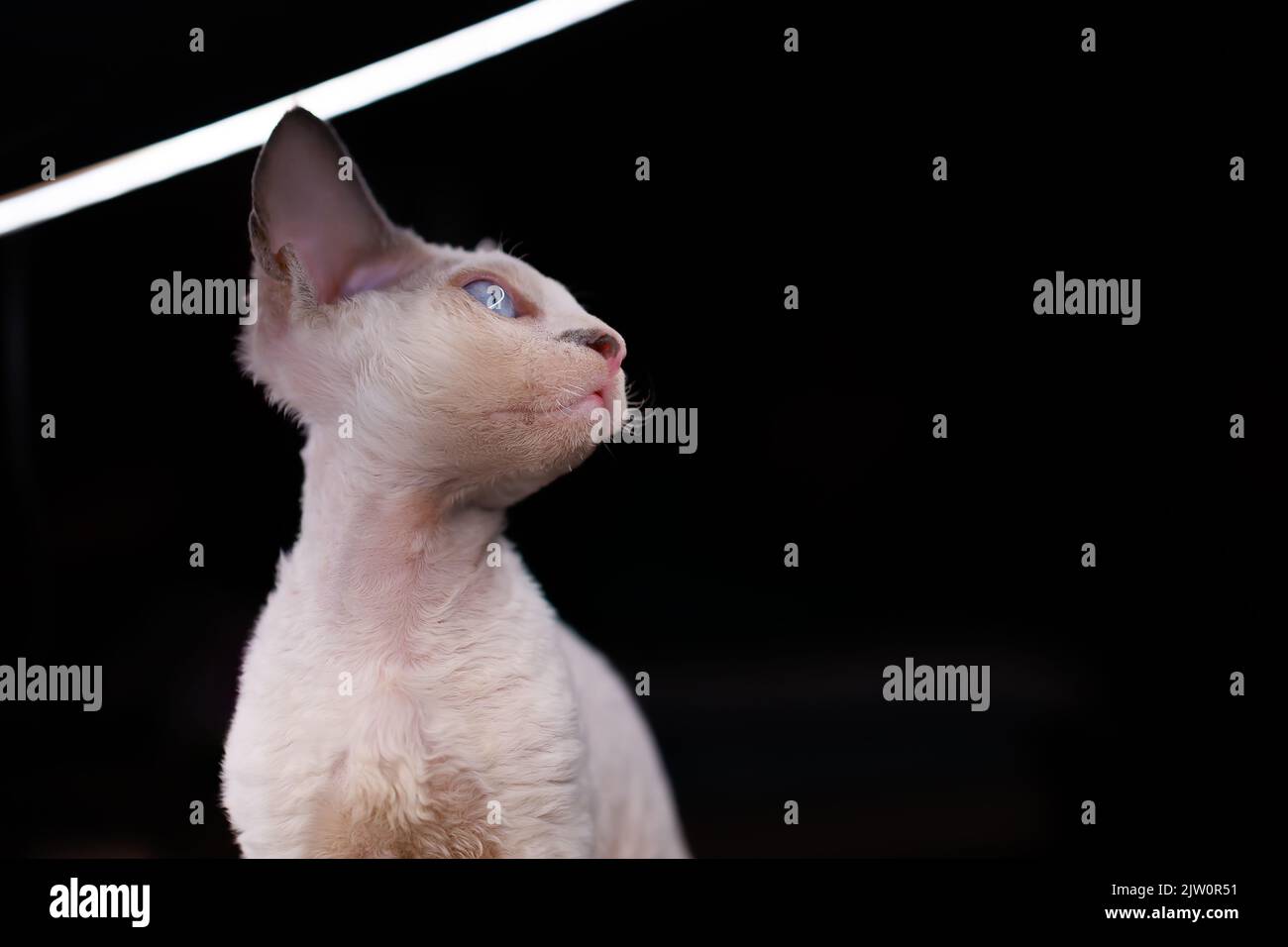 white Devon Rex kitten on a black background turned her head to the ...