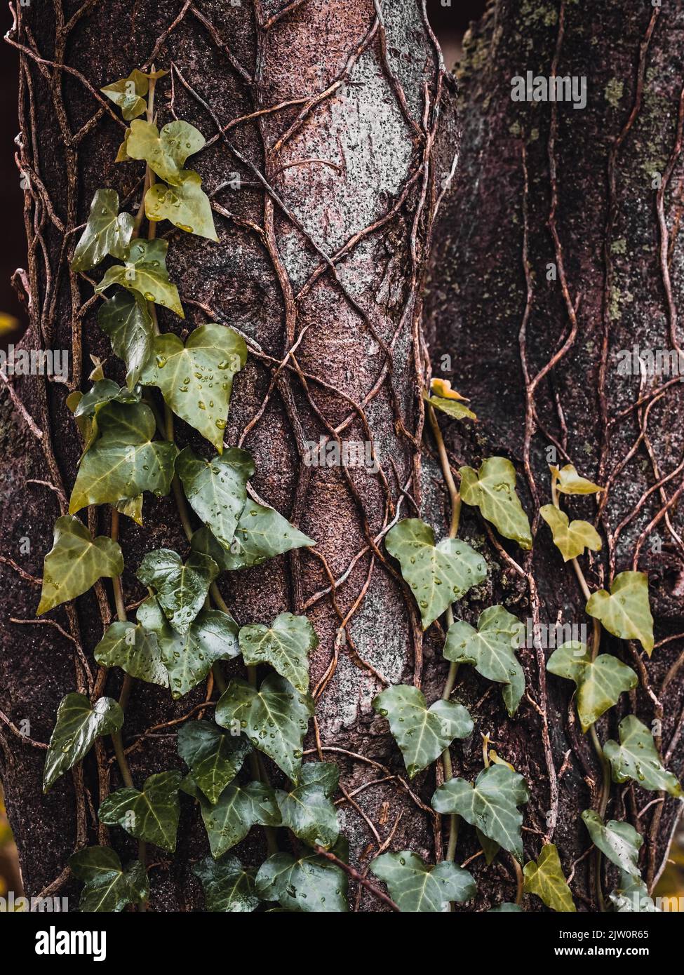 A vertical shot of ivy vine growth on a tree trunk Stock Photo - Alamy