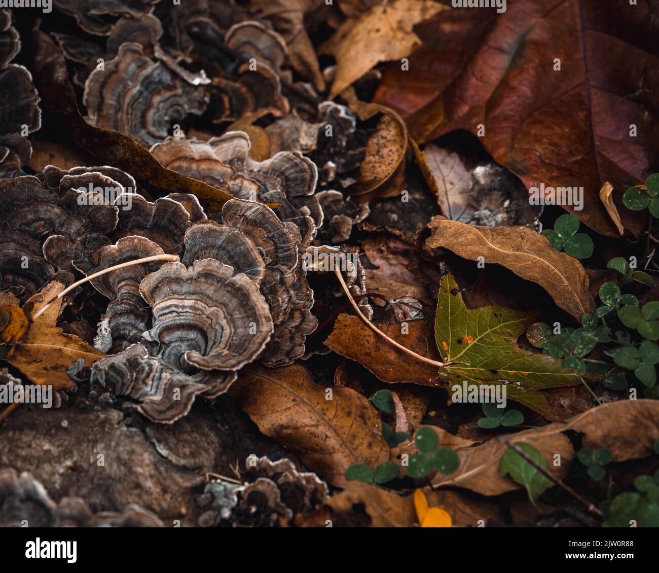 An autumn forest floor with turkey tail mushrooms and brown fallen ...