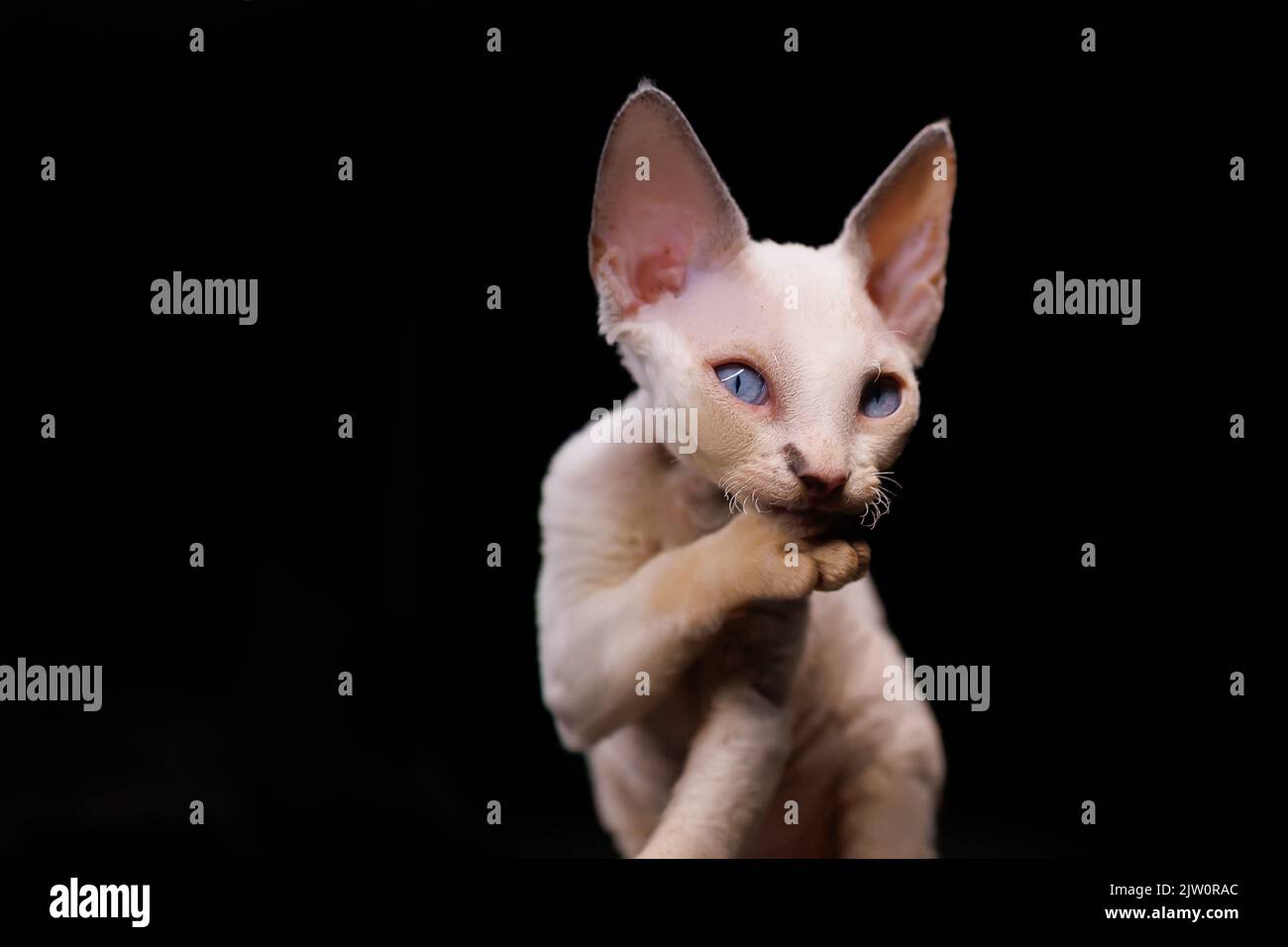 purebred Devon Rex kitten on a black background licks its paw Stock ...