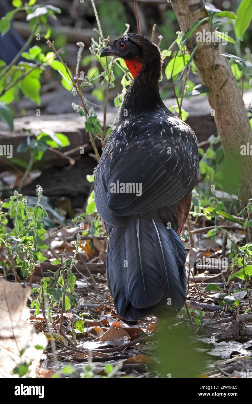 Chestnut-bellied Guan (Penelope ochrogaster) adult on forest floor ...