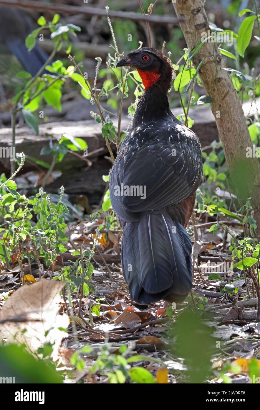 Chestnut-bellied Guan (Penelope ochrogaster) adult on forest floor ...