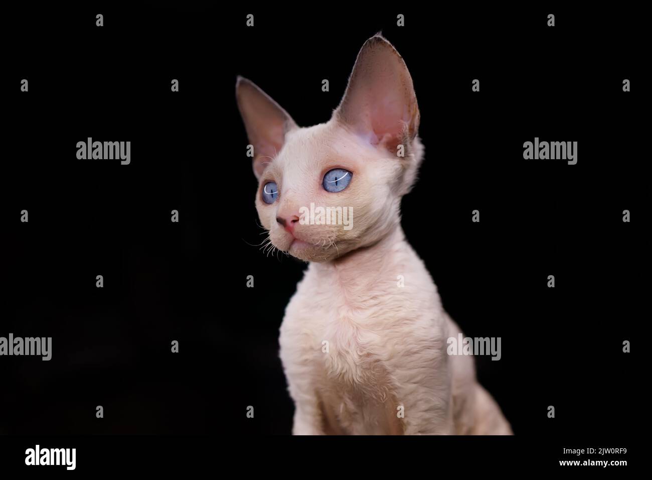 Purebred devon rex kitten hi-res stock photography and images - Alamy