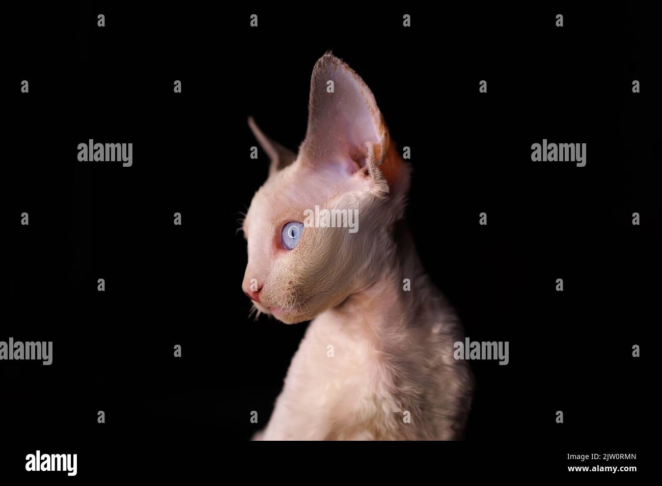 beautiful Devon Rex kitten sits looking to the side on a black ...