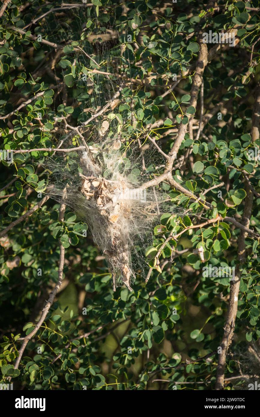 Web on branches hi-res stock photography and images - Alamy