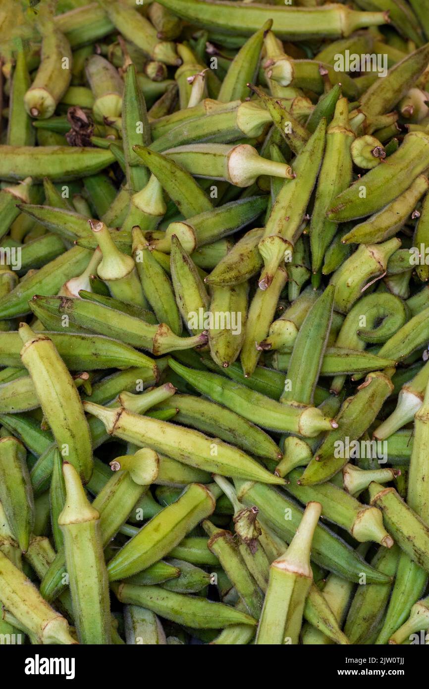 okra close-up, green okra, healthy eating, indian vegetables, green ...